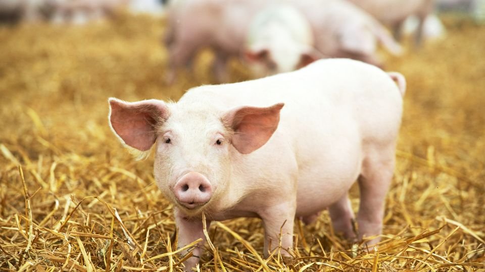 Ce mănâncă porcul - Ce mănâncă?